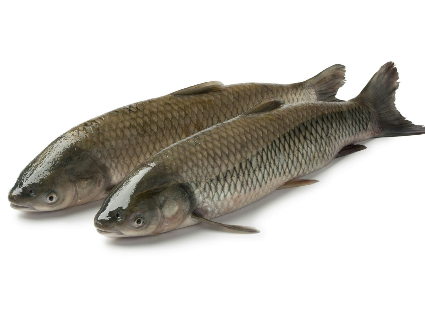 Na co bierze amur? Jak złowić amura? - Poza domem