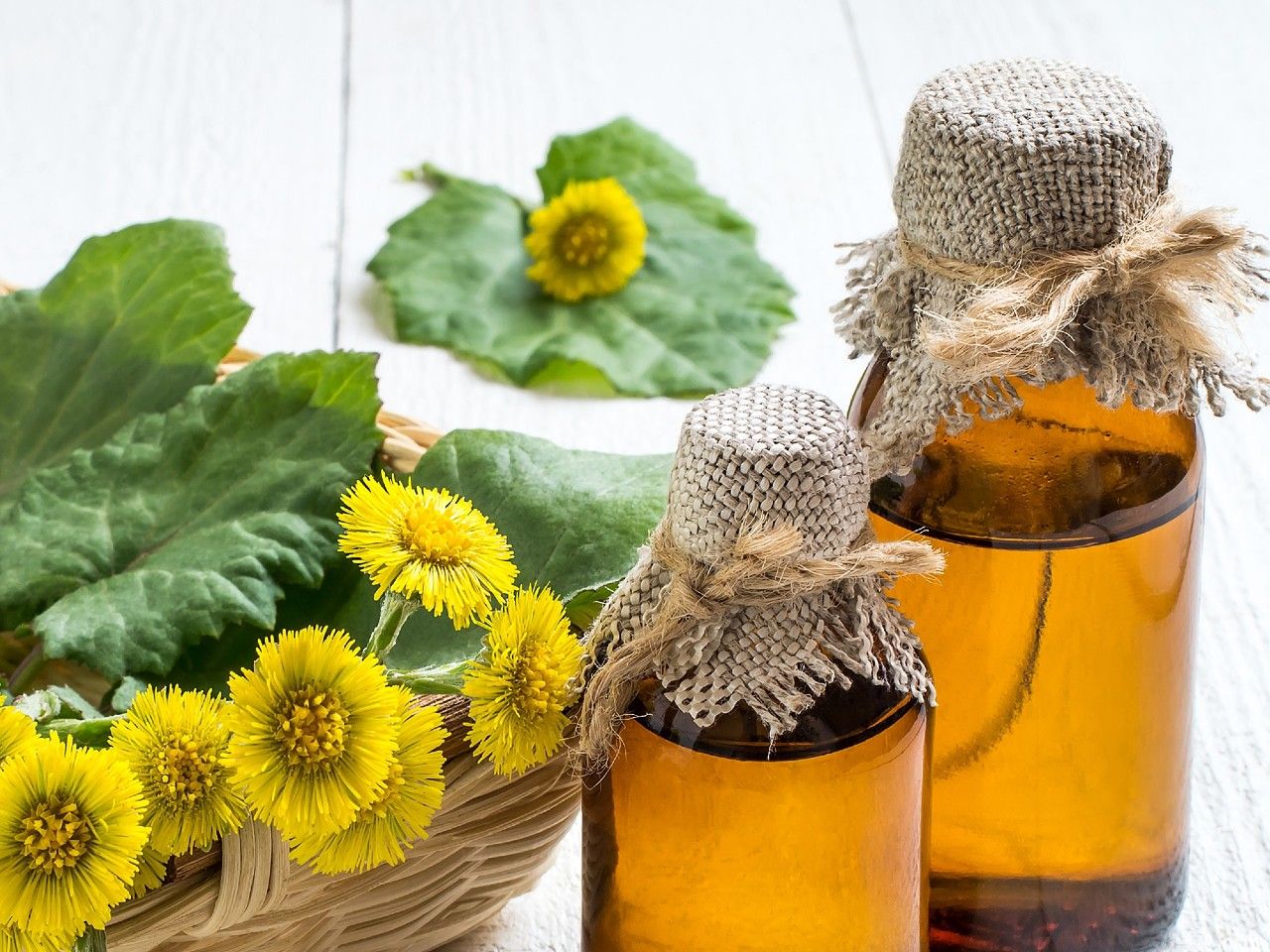 Podbiał – właściwości, działanie, stosowanie - Dbam o siebie