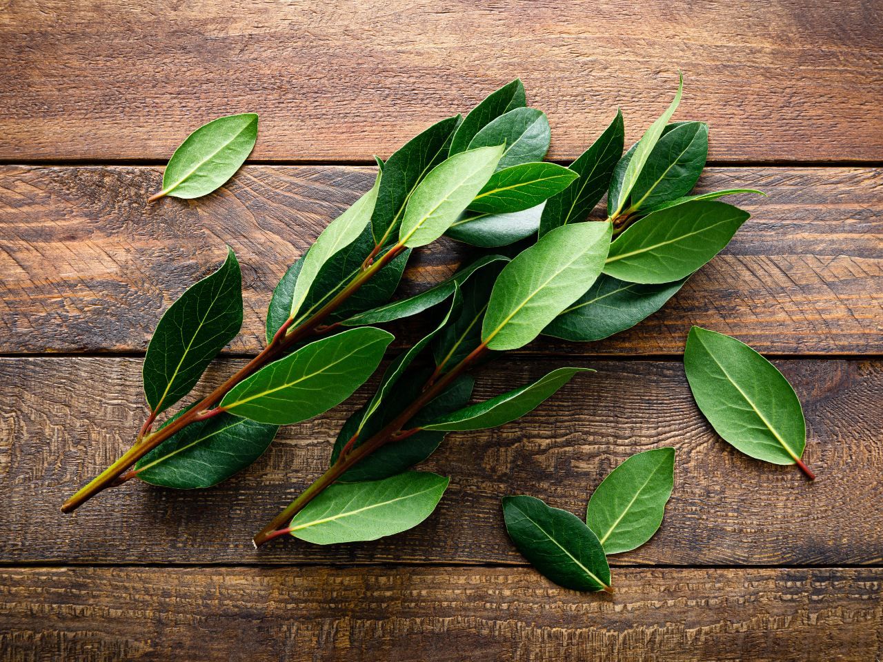 Laurus nobilis - pielęgnacja, jaka ziemia, kwitnienie, rodzaje ...