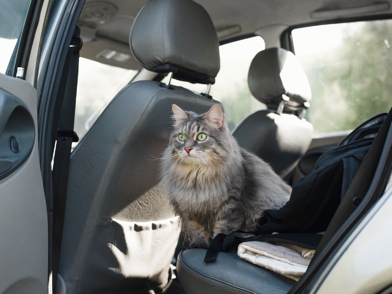 Jak przygotować się do podróży w kotem? - Poza domem