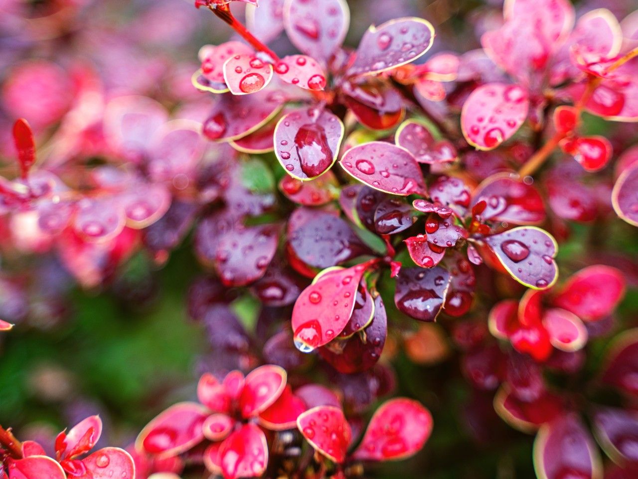 Berberys – pielęgnacja, odmiany, wymagania, jaka ziemia - Wnętrza ze ...