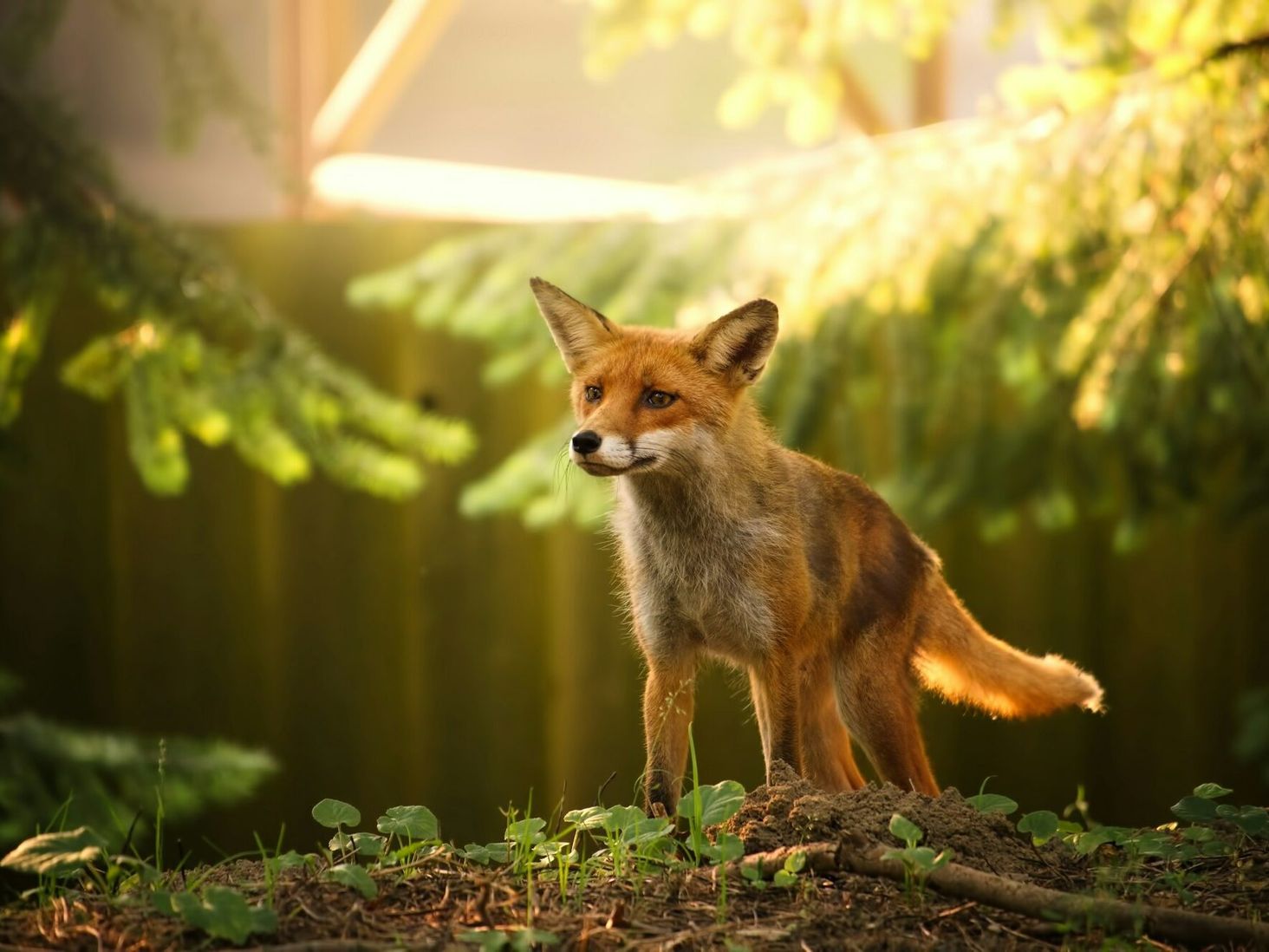 Jak odstraszyć lisa? Czego boją się lisy? - Magazyn Ceneo.pl