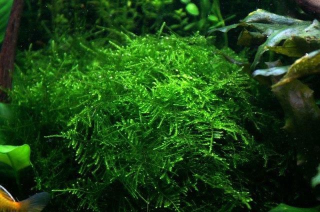 Invital Taiwan Moss Taxiphyllum Alternans - Ceny i opinie - Ceneo.pl