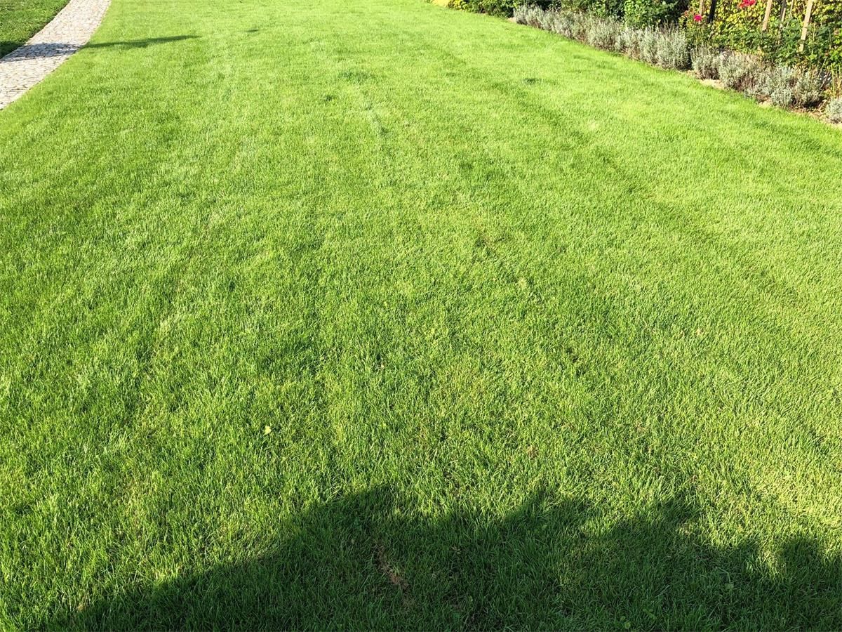 Mieszanki Traw Landscaper Pro Performance Wytrzymała 5Kg Icl - Ceny i ...