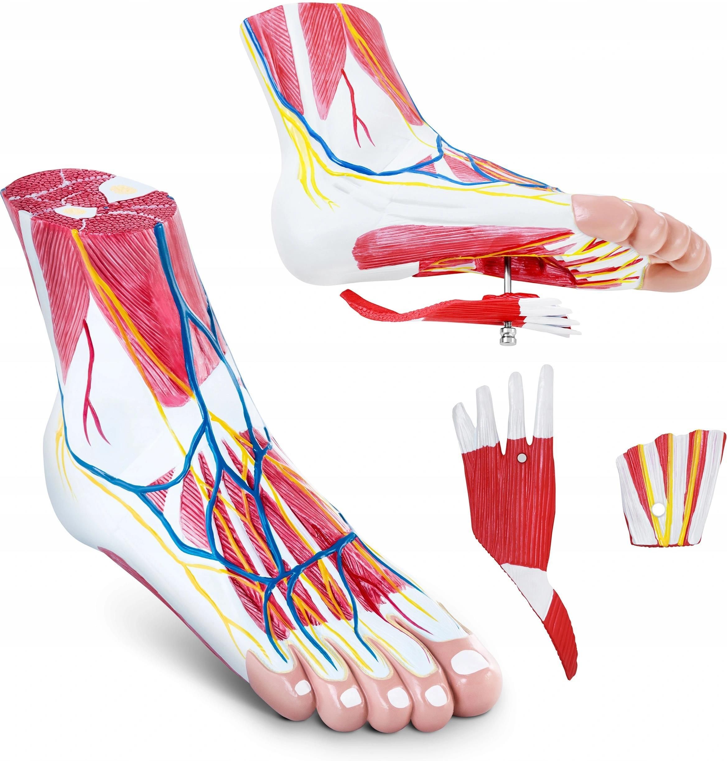 Physa 3D Model Anatomiczny S y Człowieka Mięśnie Żyły - Ceny i opinie ...