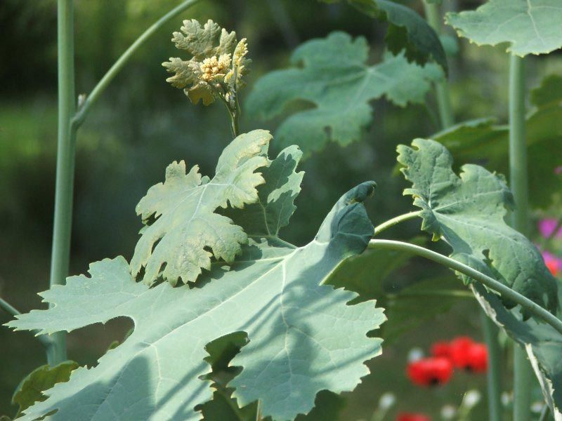 MAKLEJA OLBRzYMIA CORAL PLUME MACLEAYA MICROCARPA - Ceny i opinie ...