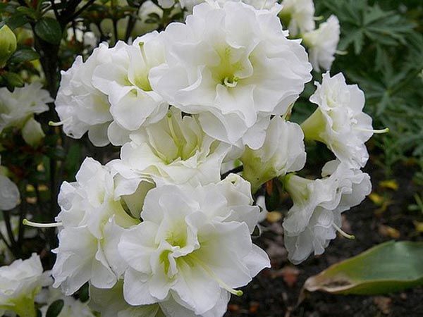 AZALIA JAPOŃSKA BIAŁA PEŁNA SCHNEEPERLE - RHODODENDRON - Ceny i opinie ...