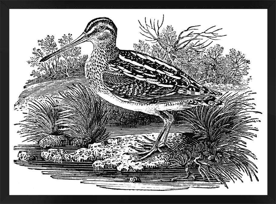 Donum Artis Grafika Bekas Kszyk Baranek Ptak Wędrowny - Opinie i ...