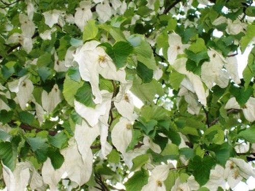 DAWIDIA CHIŃSKA (Davidia involucrata) - Ceny i opinie - Ceneo.pl