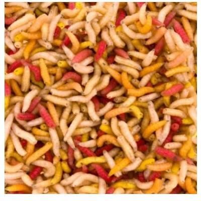 GOMAR PRZYNĘTA ŻYWA ROBAKI LARWY MUCHY KOLOR MIX 1 LITR (5903240796373 ...