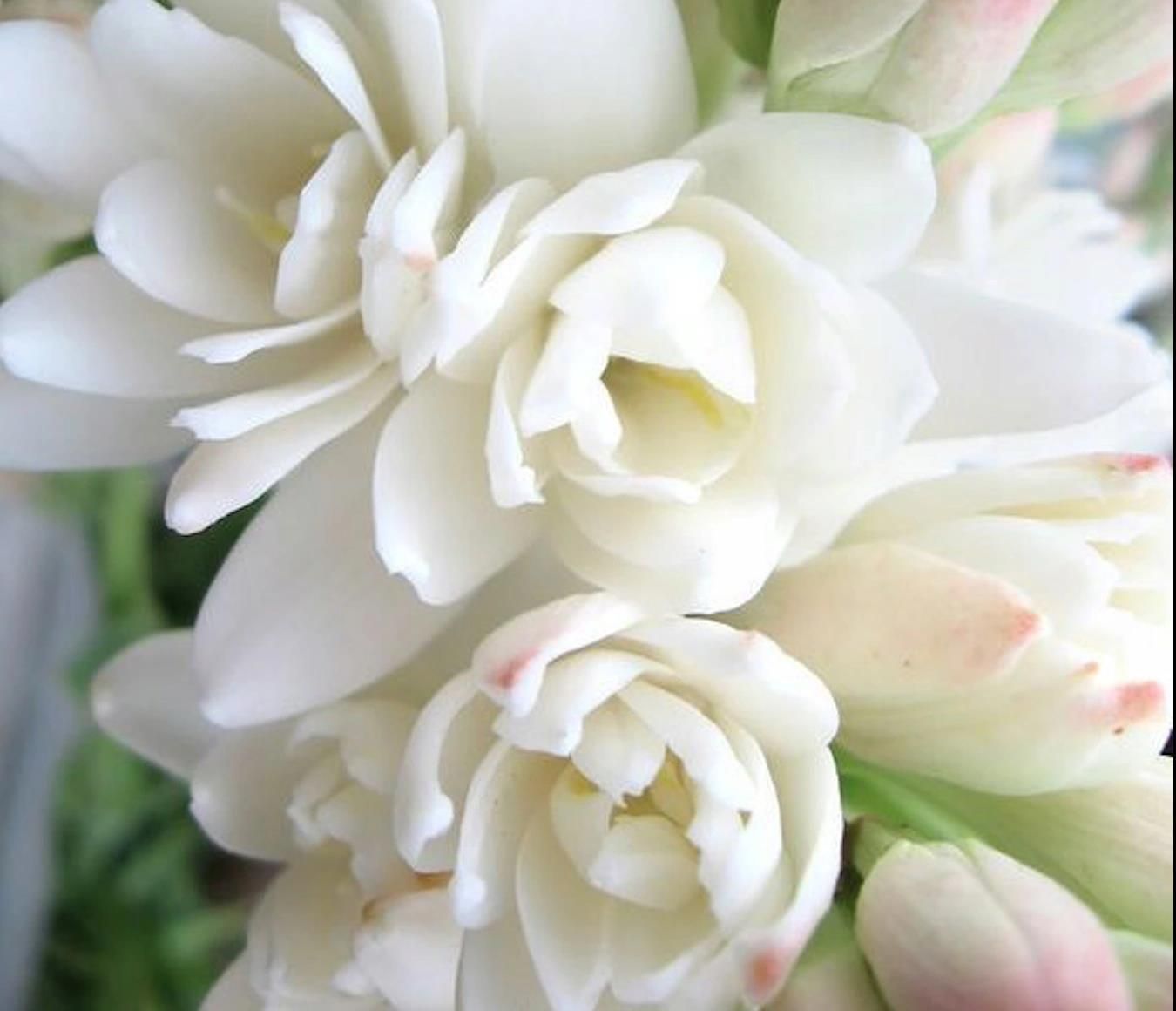 Tuberoza Wonna Tuberosa Pearl White 5 ceb. +gratis - Ceny i opinie ...