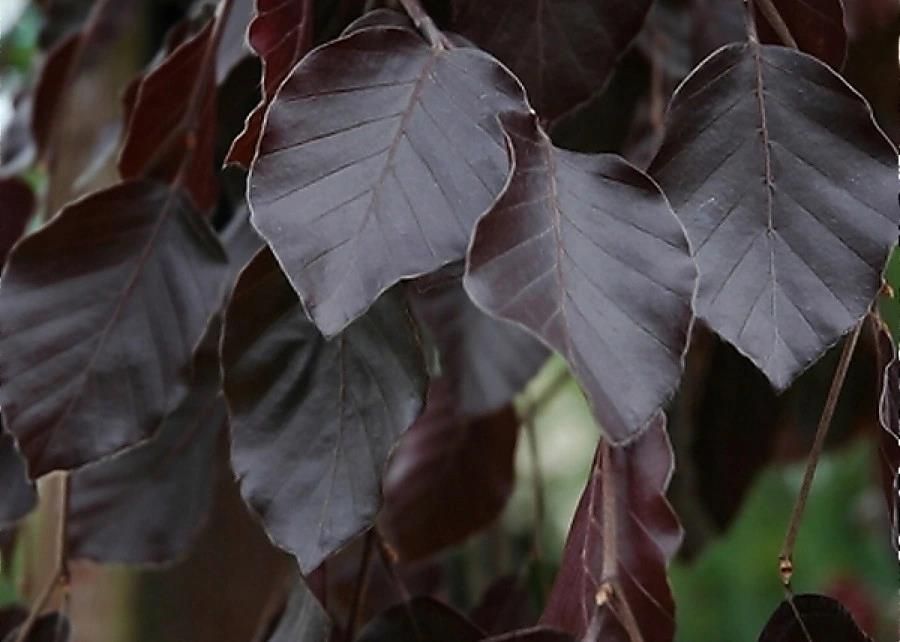 BUK PENDULA PŁACZĄCY PURPUREA SZCZEPIONY NA PNIU - Ceny i opinie - Ceneo.pl