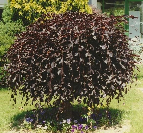 BUK PENDULA PŁACZĄCY PURPUREA SZCZEPIONY NA PNIU - Ceny i opinie - Ceneo.pl