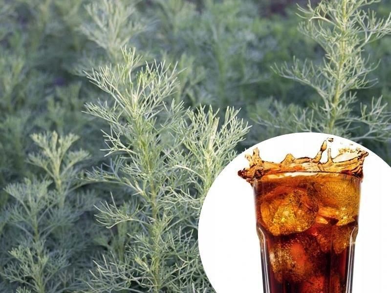 Zioło Aromat Coli Artemisia Cola Bush Super Cena - Ceny i opinie - Ceneo.pl