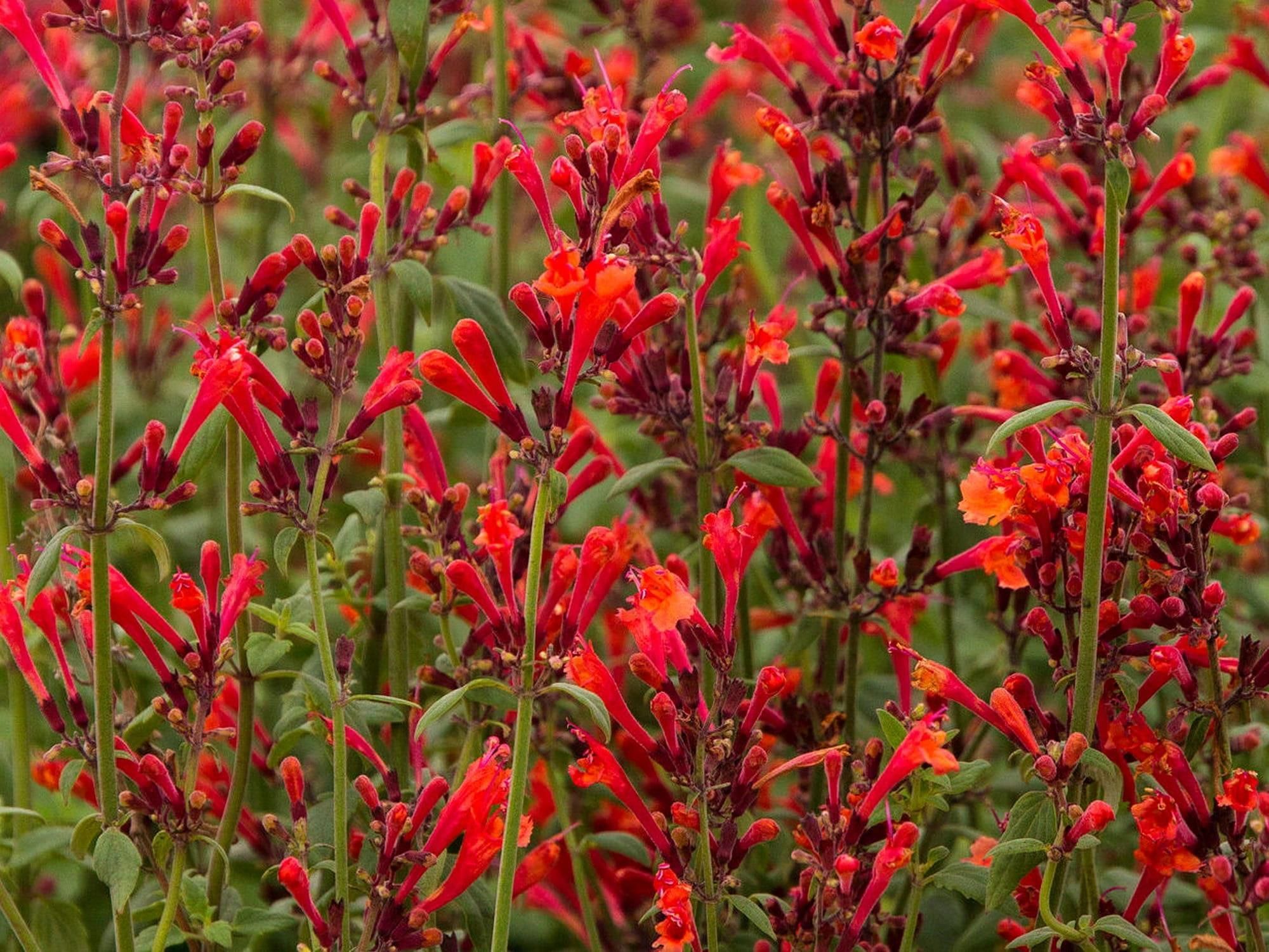 Kłosowiec Kudos Red P9 czerwony pachnąca bylina - Ceny i opinie - Ceneo.pl