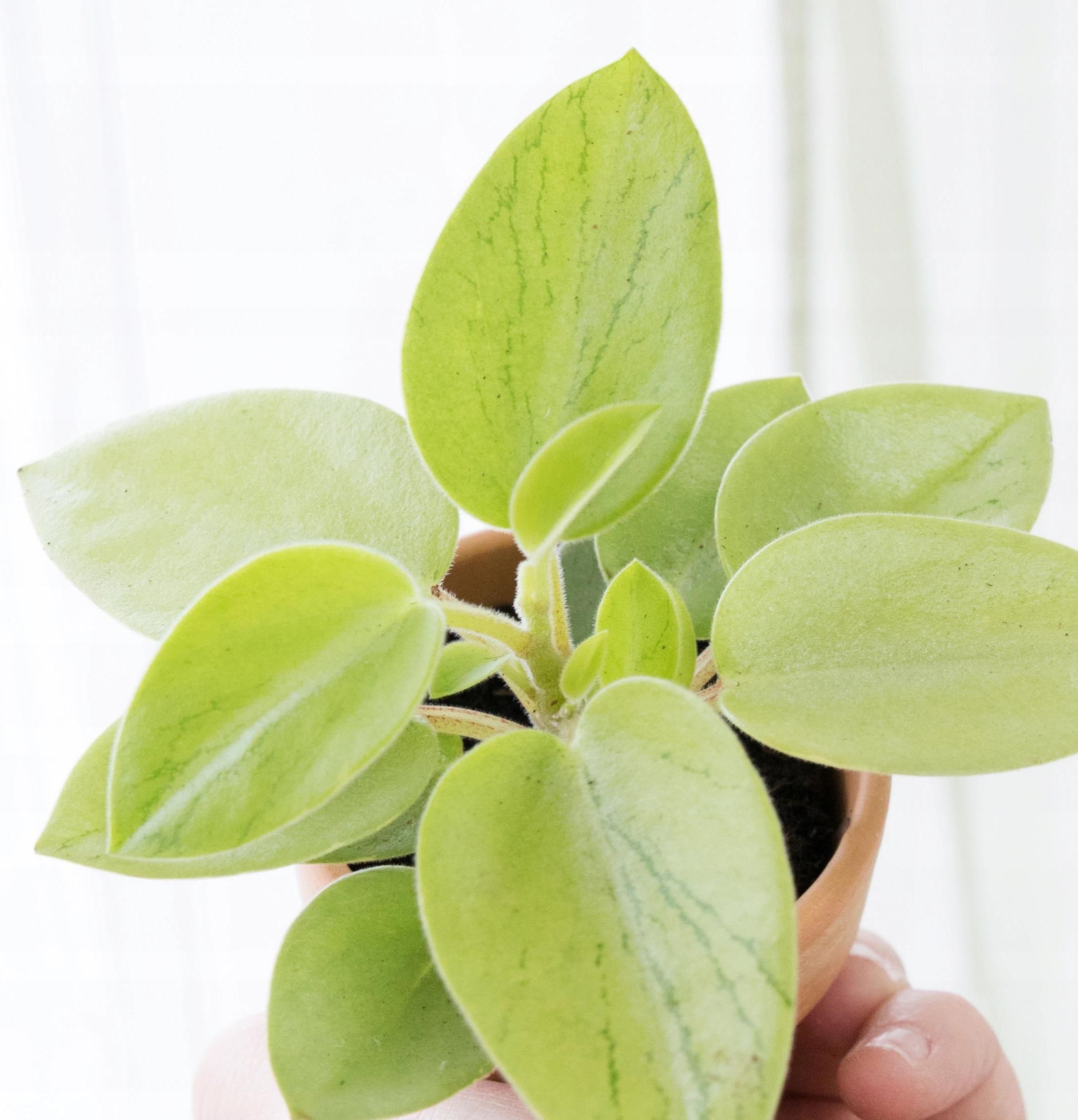 Peperomia orba 'Pixie Lime' -limonkowe liście - Ceny i opinie - Ceneo.pl