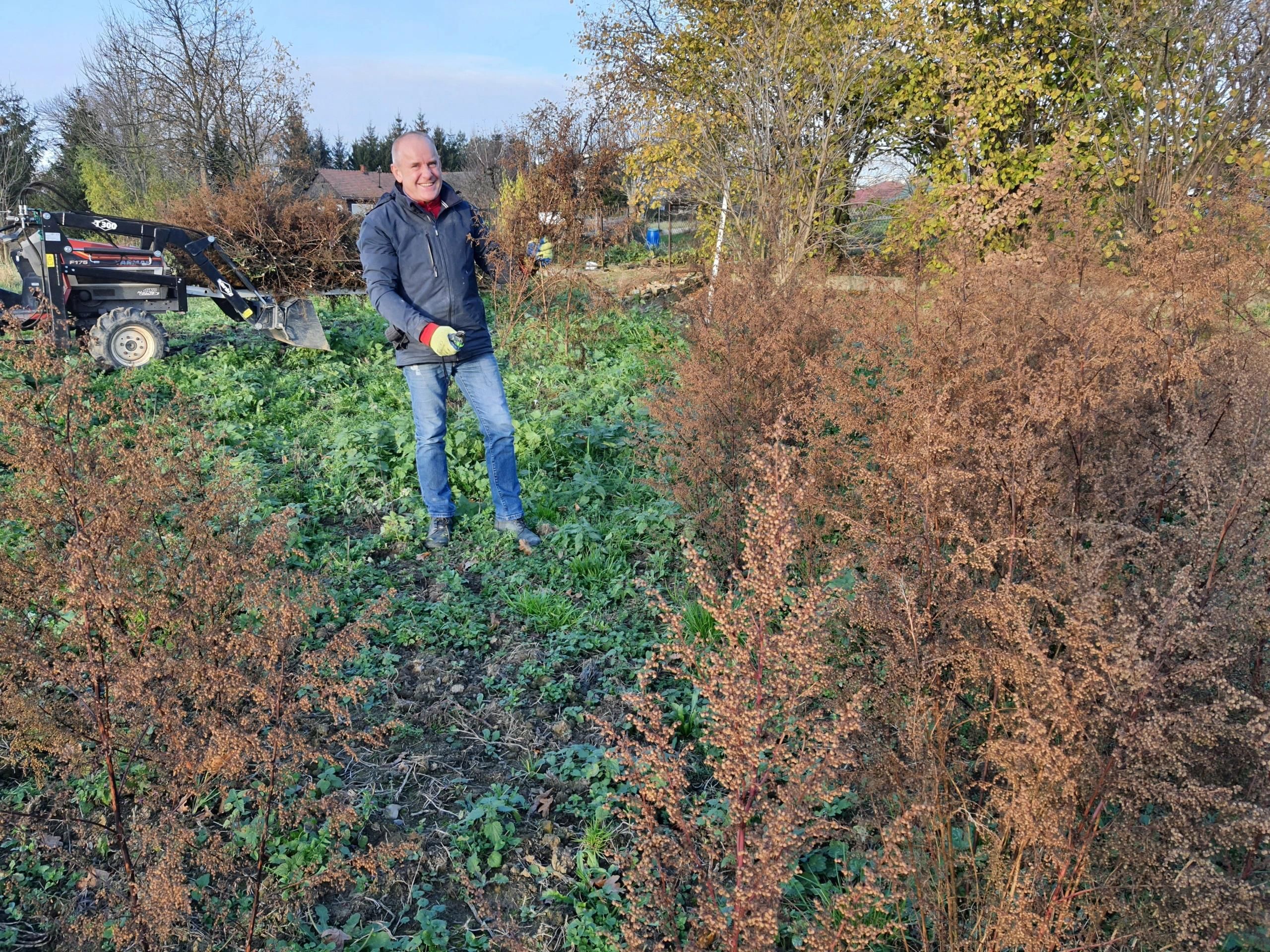 BYLICA ROCZNA (ARTEMISIA ANNUA) NASIONA - Ceny i opinie - Ceneo.pl