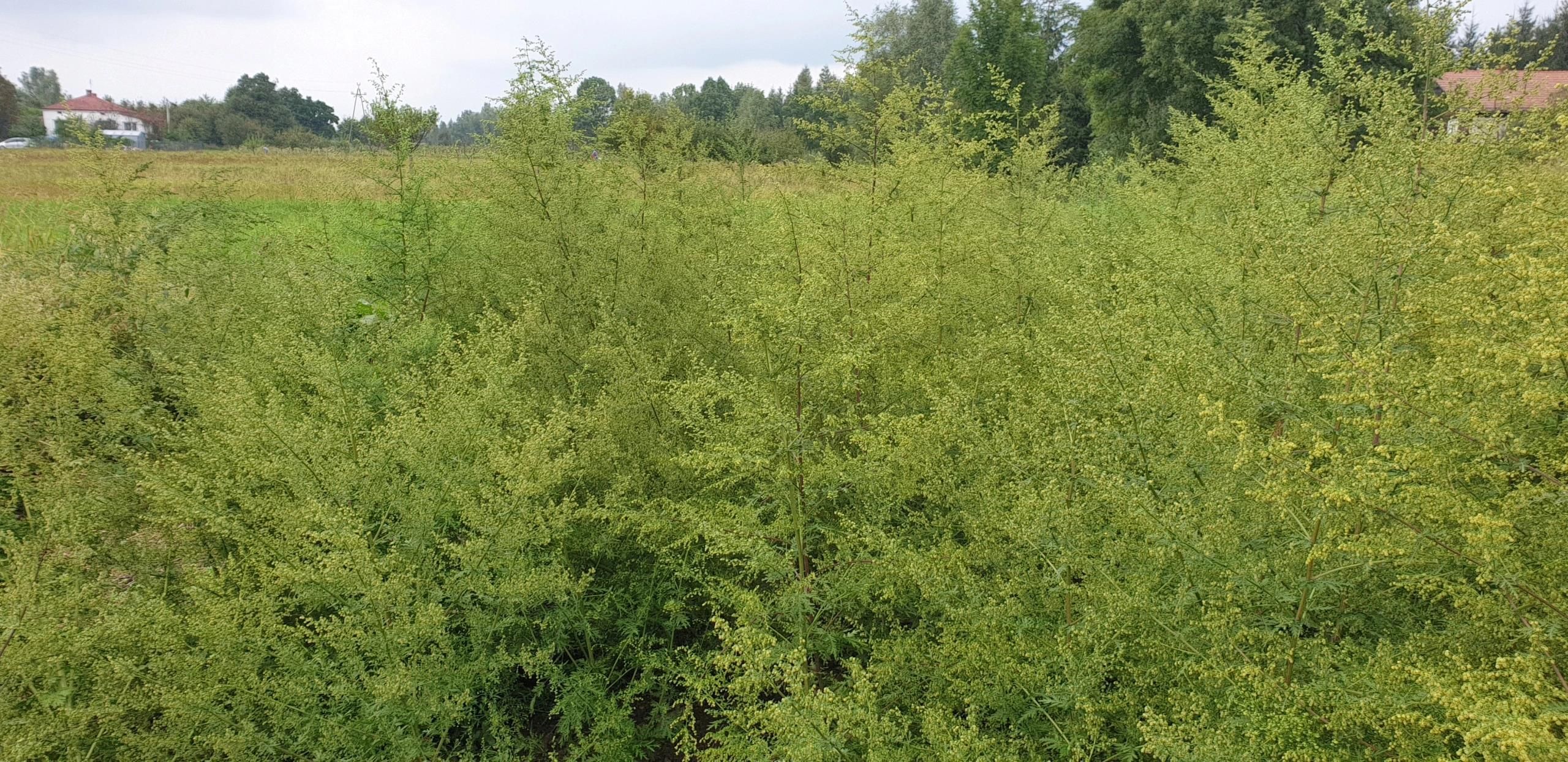 BYLICA ROCZNA (ARTEMISIA ANNUA) NASIONA - Ceny i opinie - Ceneo.pl