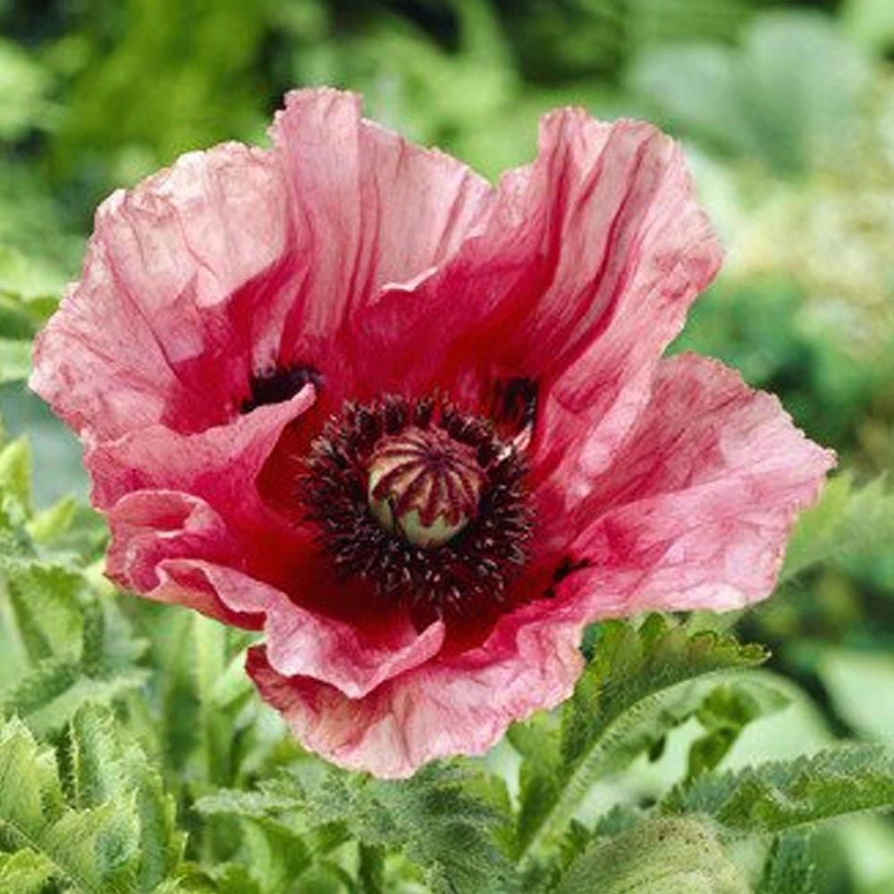 Mak Papaver Orientale Raspberry Queen 1szt - Ceny i opinie - Ceneo.pl