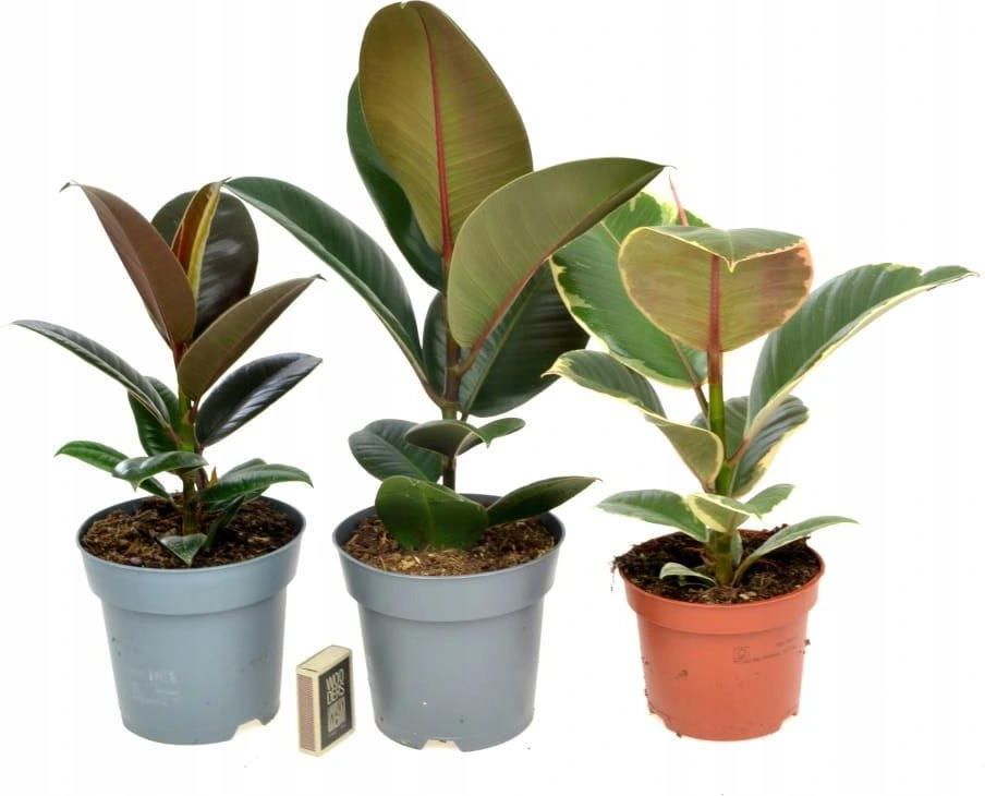 Ficus mix 3 szt,Figowiec Melany, Robusta, Tineke - Ceny i opinie - Ceneo.pl