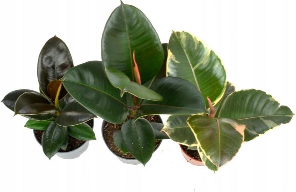 Ficus mix 3 szt,Figowiec Melany, Robusta, Tineke - Ceny i opinie - Ceneo.pl