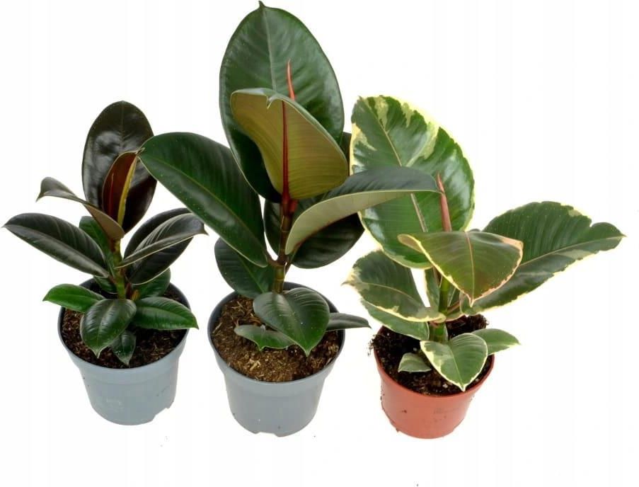 Ficus mix 3 szt,Figowiec Melany, Robusta, Tineke - Ceny i opinie - Ceneo.pl