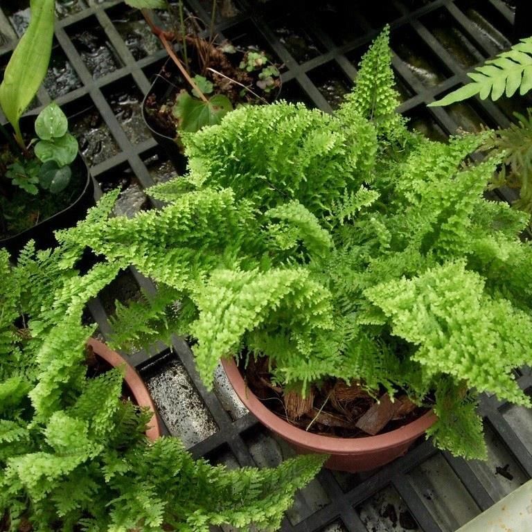Paprotka Nefrolepsis Green Fantasy Mini Paproć M - Ceny i opinie - Ceneo.pl