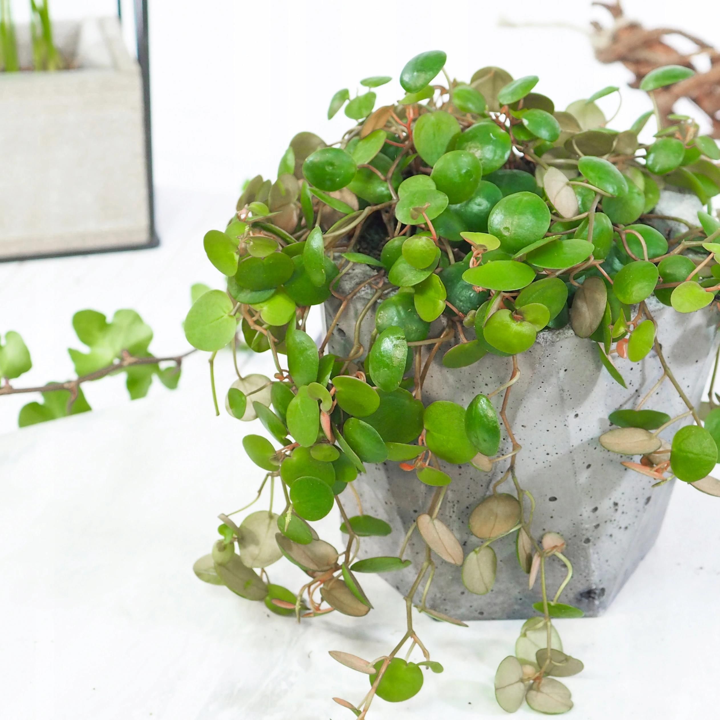 PEPEROMIA PROSTRATA 'PEPPERSPOT' ZWISAJĄCA ROZ. M - Ceny i opinie ...