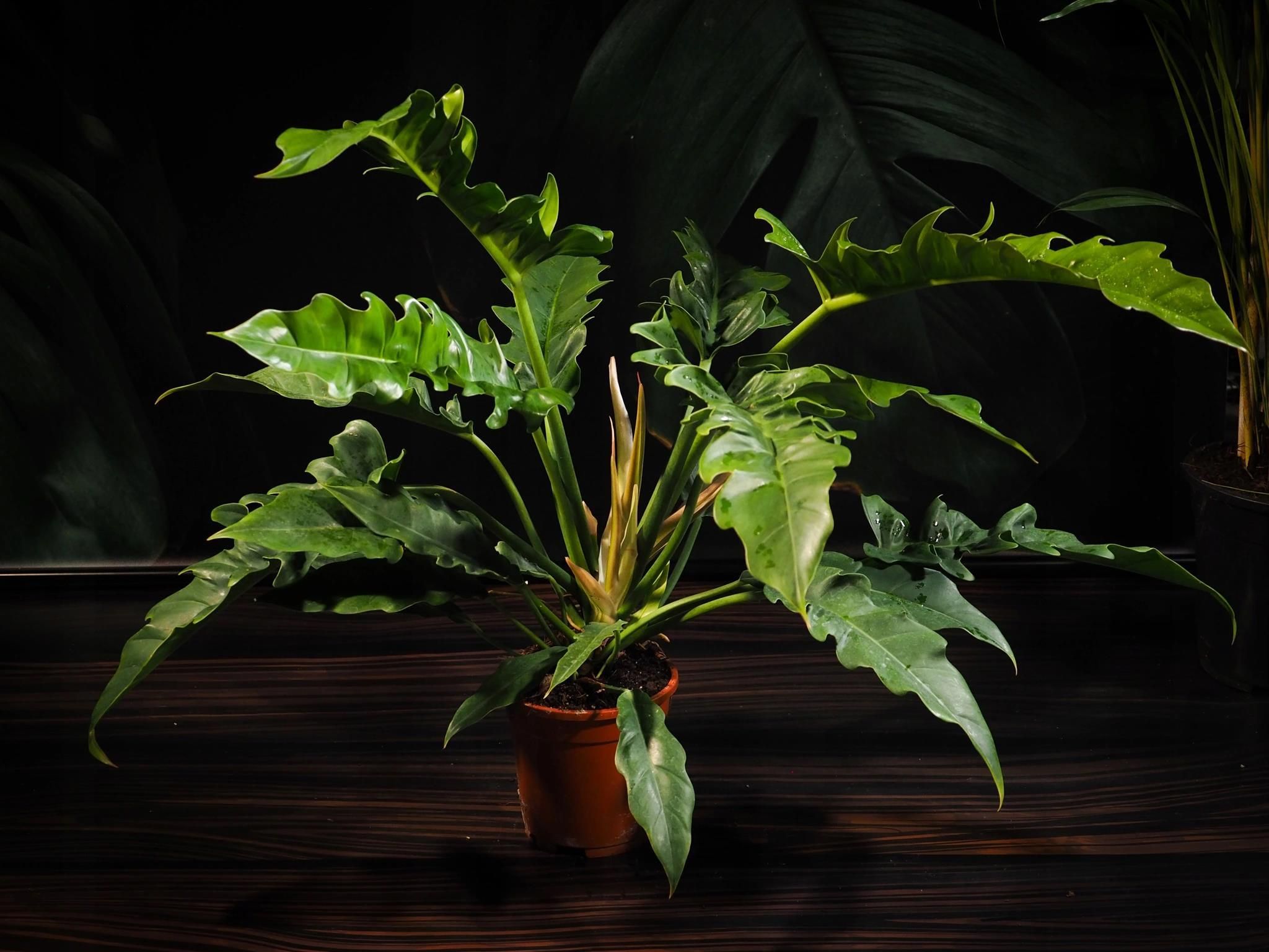 Philodendron Narrow Escape / Tiger Tooth wys. 65cm - Ceny i opinie ...