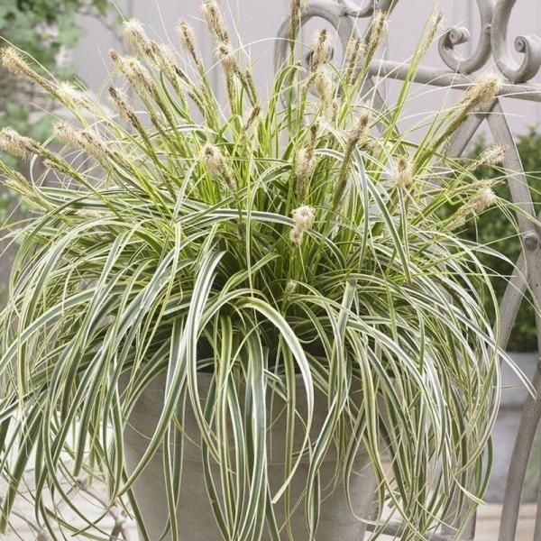 Turzyca Feather Falls -Fontanna dwubarwnych liści! - Ceny i opinie ...