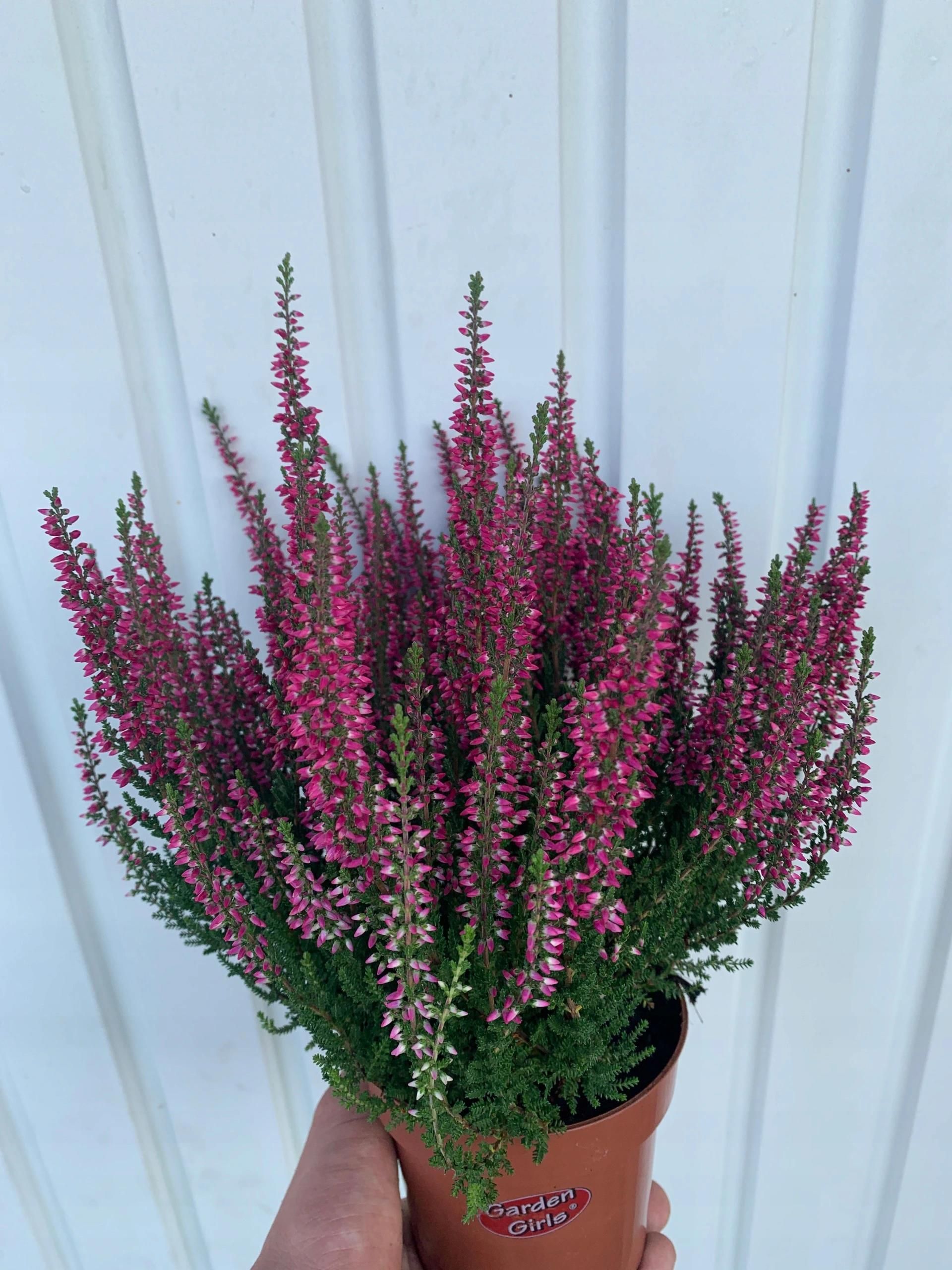 Wrzos Czerwony Zimujący Athene Duża Sadzonka - Ceny i opinie - Ceneo.pl