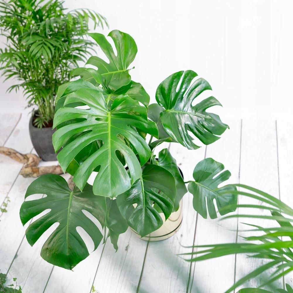 Najpiękniejsza Monstera deliciosa Dziurawa roz. M - Ceny i opinie ...