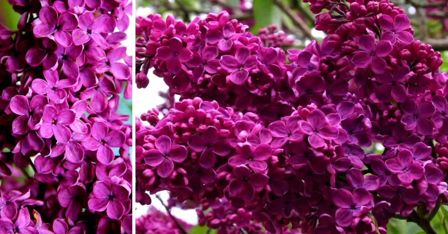 Bordowy Lilak Charles Joly Bez Ładnie Pachnie - Ceny i opinie - Ceneo.pl