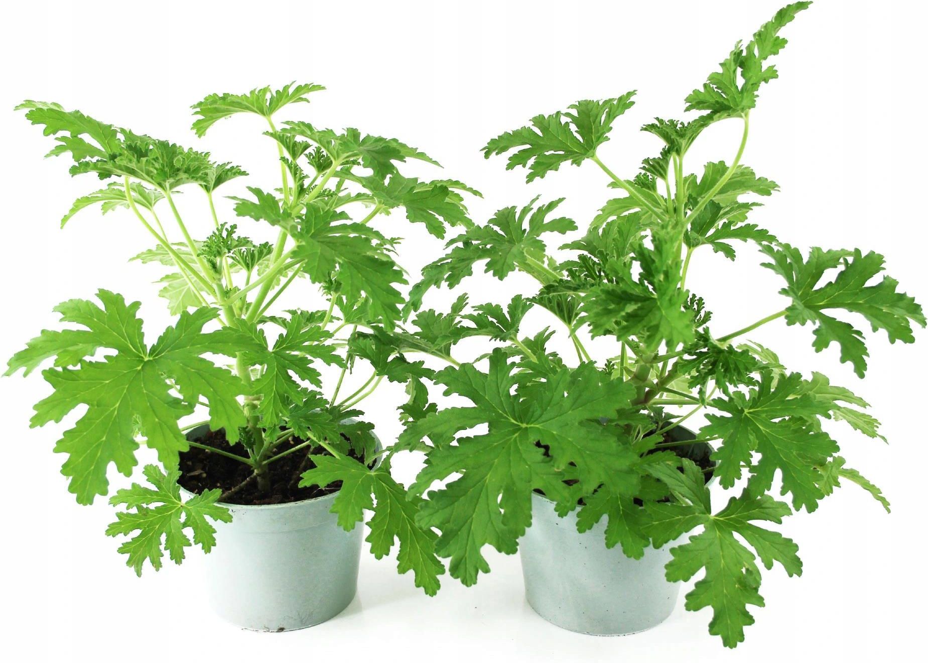 Anginka Geranium lecznicze Duża rozkrzew. sadzonka - Ceny i opinie ...