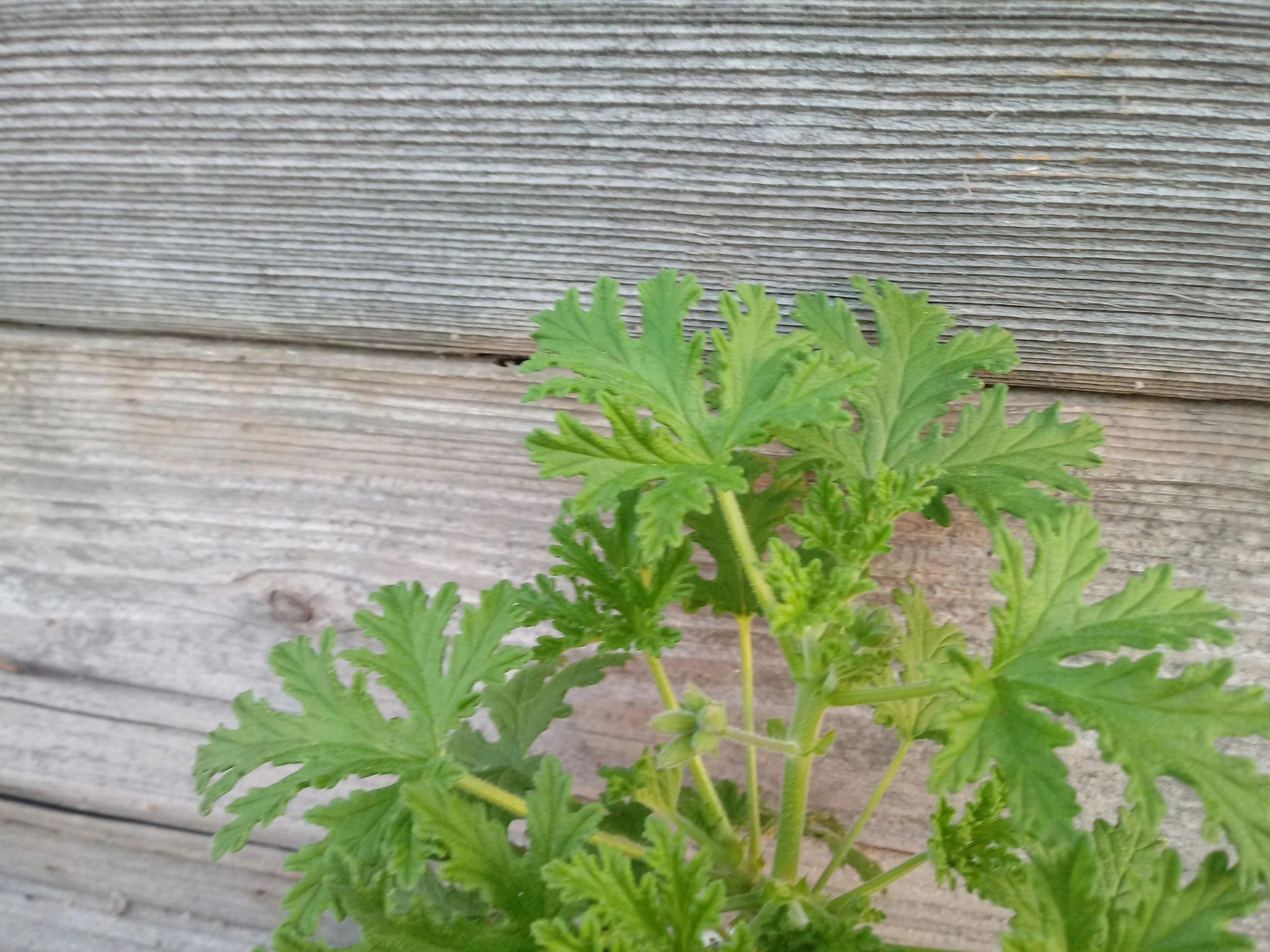 Zdrowe, piękne Geranium anginka Anginowiec d.10cm - Ceny i opinie ...