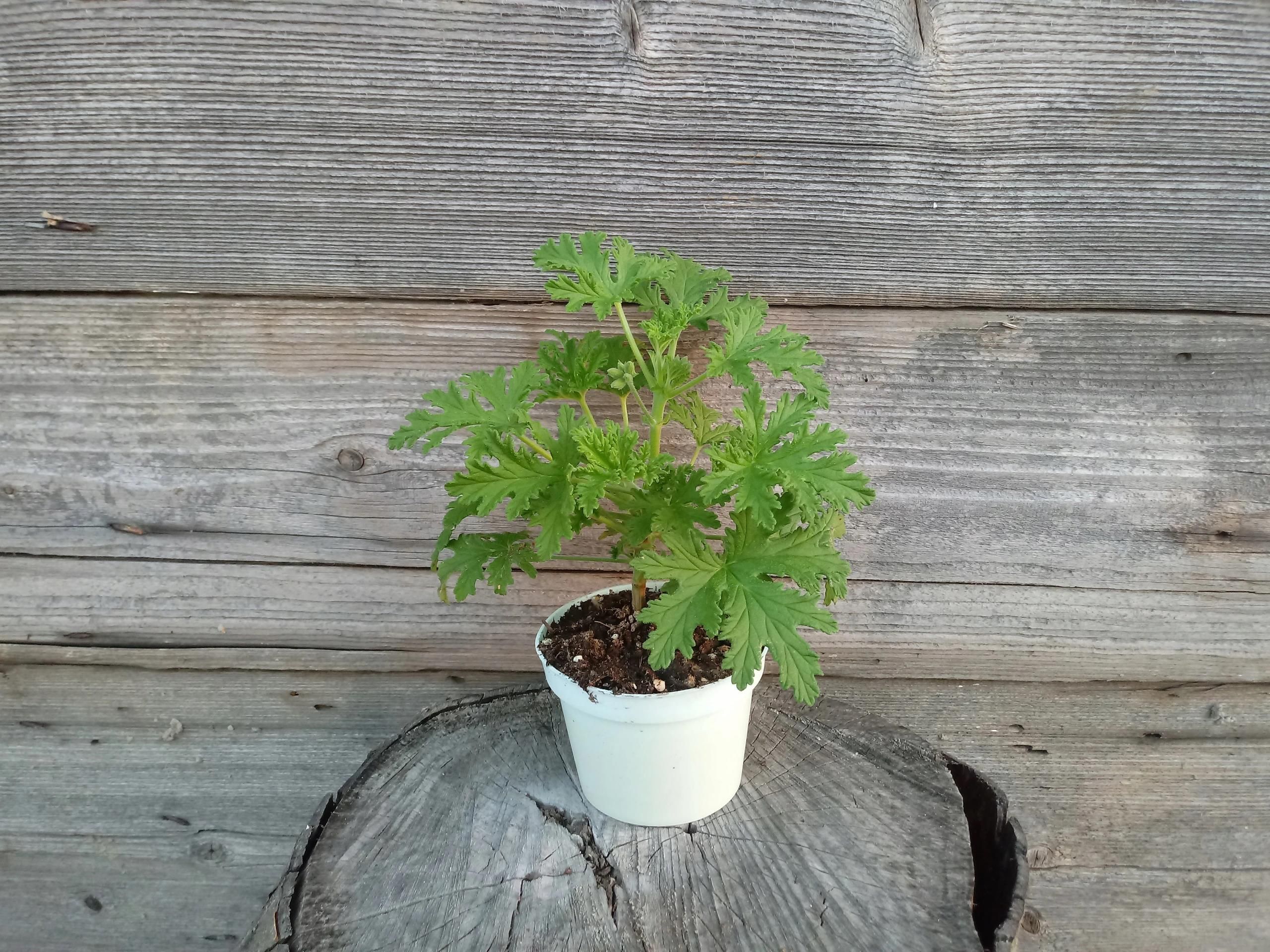 Zdrowe, piękne Geranium anginka Anginowiec d.10cm - Ceny i opinie ...