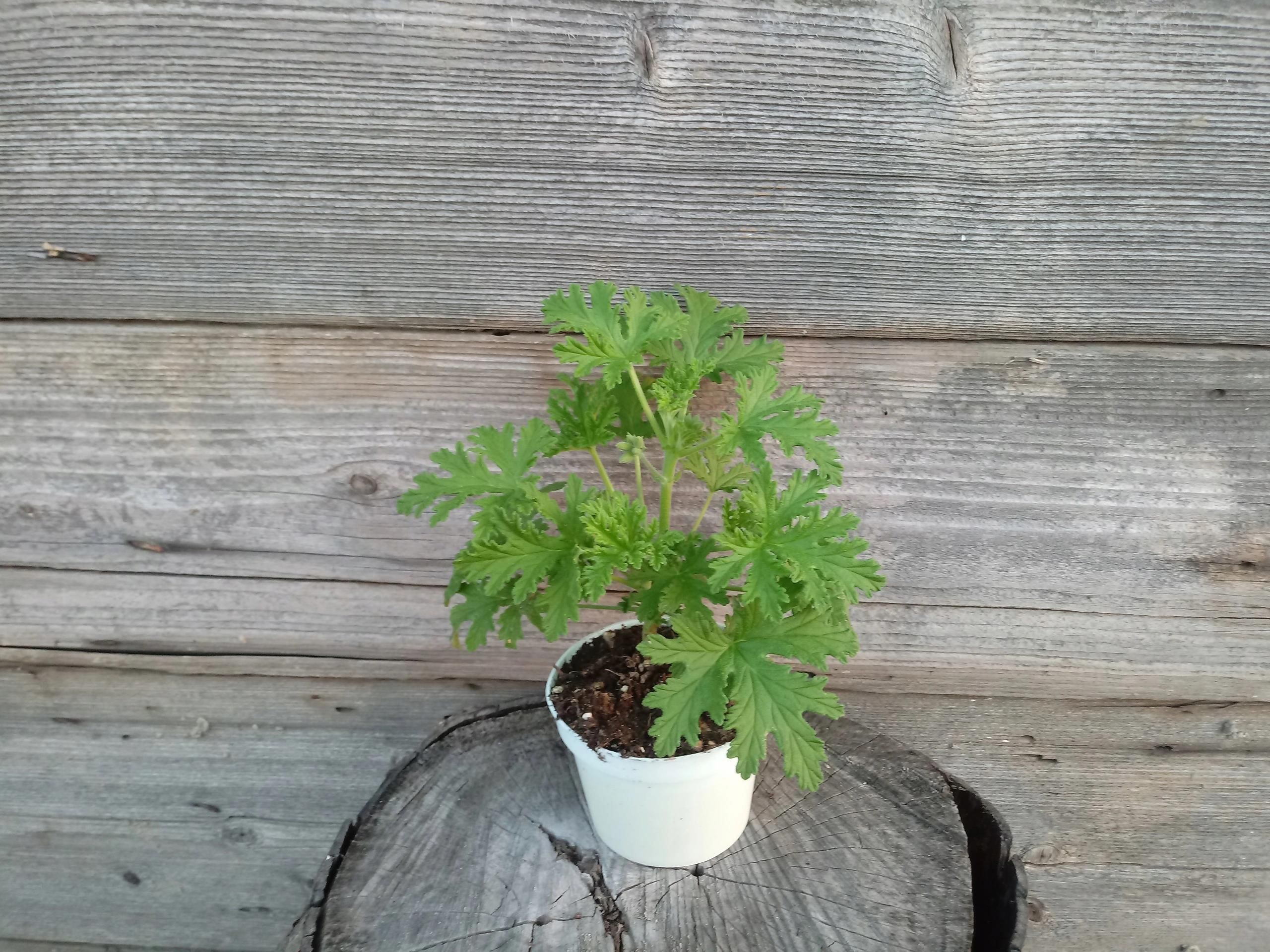 Zdrowe, piękne Geranium anginka Anginowiec d.10cm - Ceny i opinie ...