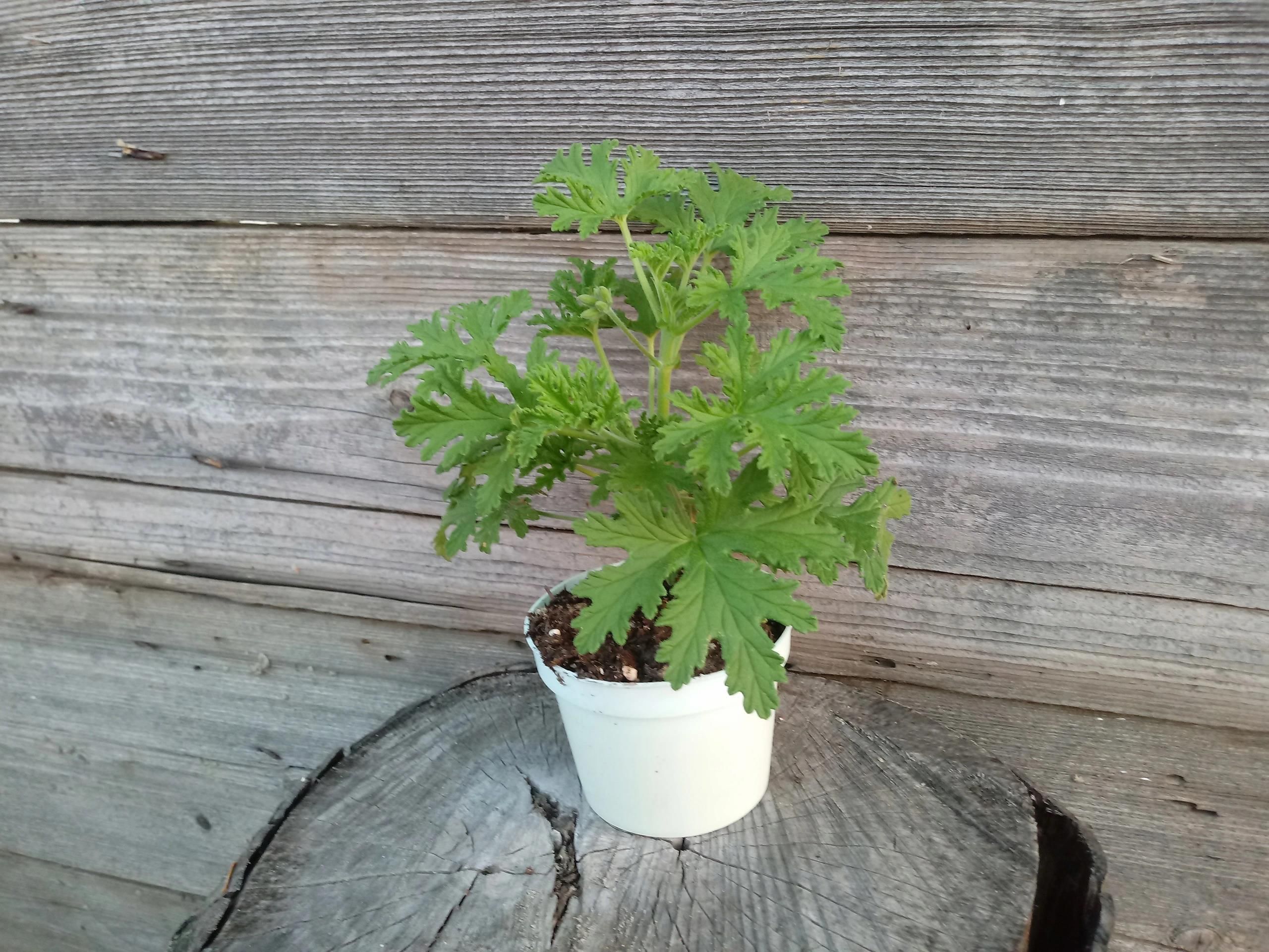 Zdrowe, piękne Geranium anginka Anginowiec d.10cm - Ceny i opinie ...