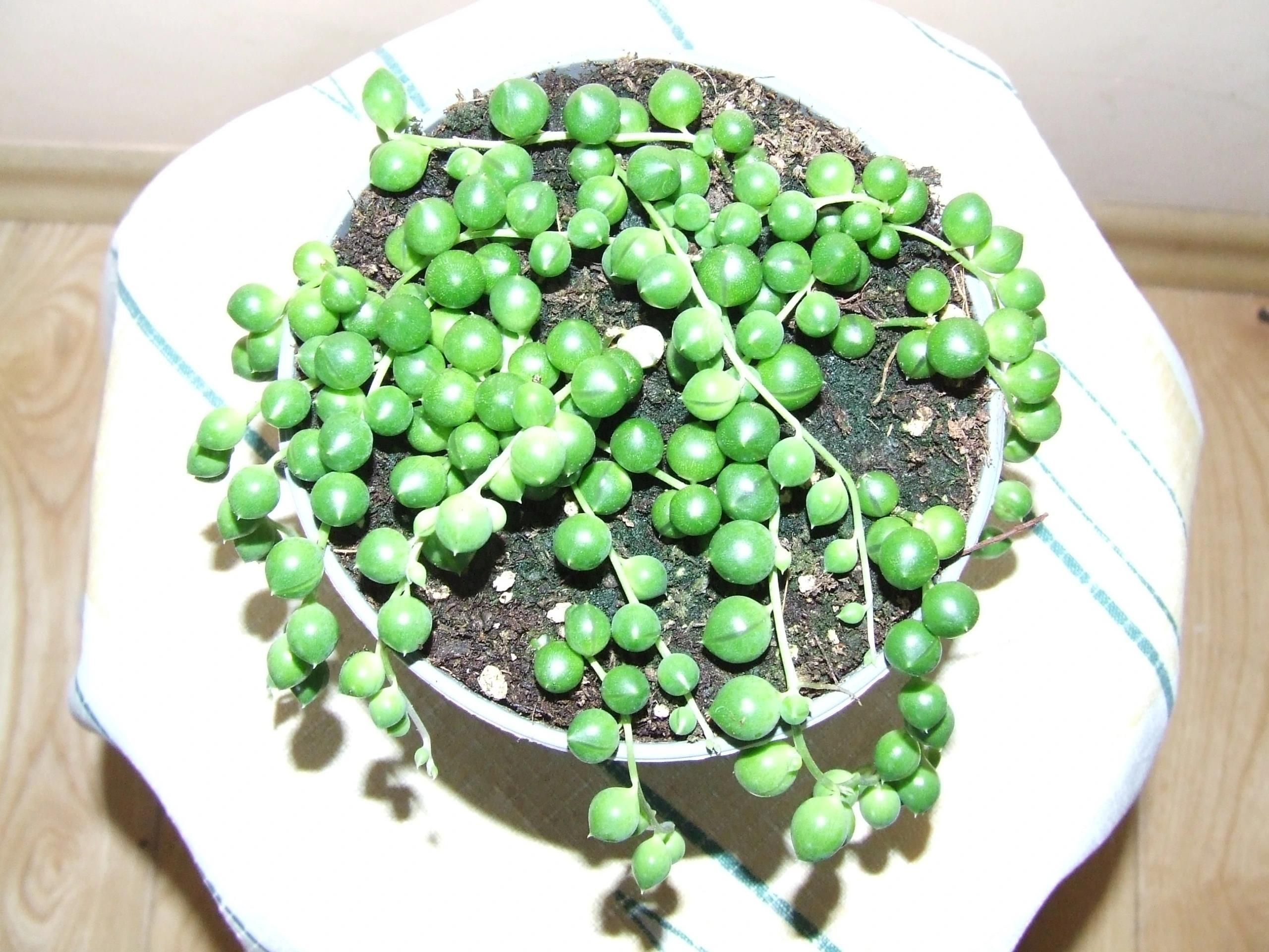 Senecio Rowleyanus Starzec Rowleya d.11cm - Ceny i opinie - Ceneo.pl