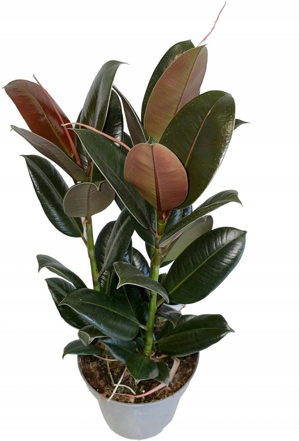 Fikus sprężysty Ficus elastica Robusta - Ceny i opinie - Ceneo.pl