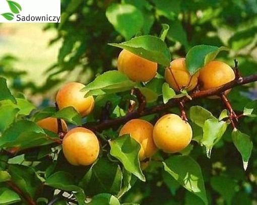 Morela - Early Orange - Ceny i opinie - Ceneo.pl