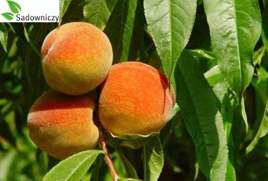 Morela - Somo - Ceny i opinie - Ceneo.pl