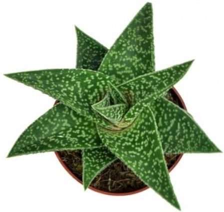 Vidaxl Aloe Aveo Gasteraloe Aloes 15cm - Ceny i opinie - Ceneo.pl