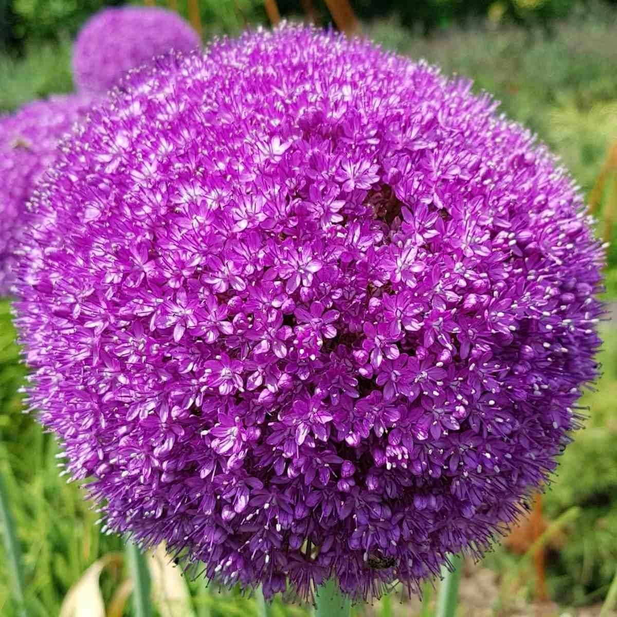 Czosnek Olbrzymi Gladiator 18/20 1Szt - Ceny i opinie - Ceneo.pl