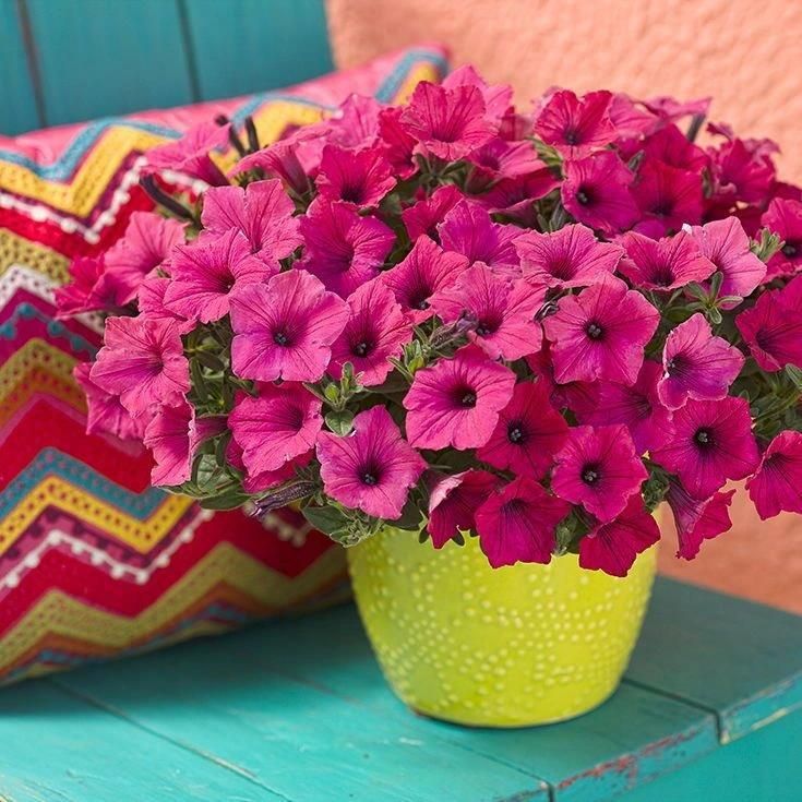 Surfinia Supertunia Vista Fuchsia Zestaw 6 szt. - Ceny i opinie - Ceneo.pl