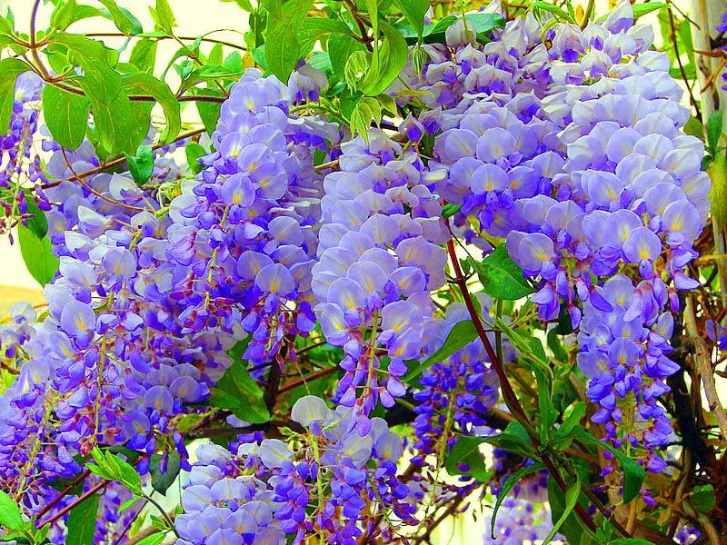 GLICYNIA NIEBIESKA PROLIFIC WISTERIA SINENSIS SZCZEPIONA - Ceny i ...