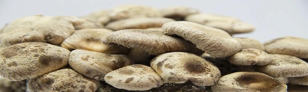 Planto Shii-Take Grzybnia Grzyby Shiitake 3Kg - Ceny i opinie - Ceneo.pl
