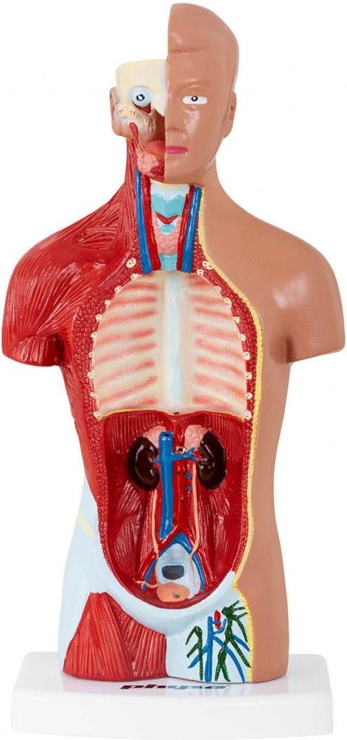 Physa Model Anatomiczny 3D Tułowia Człowieka - Ceny i opinie - Ceneo.pl