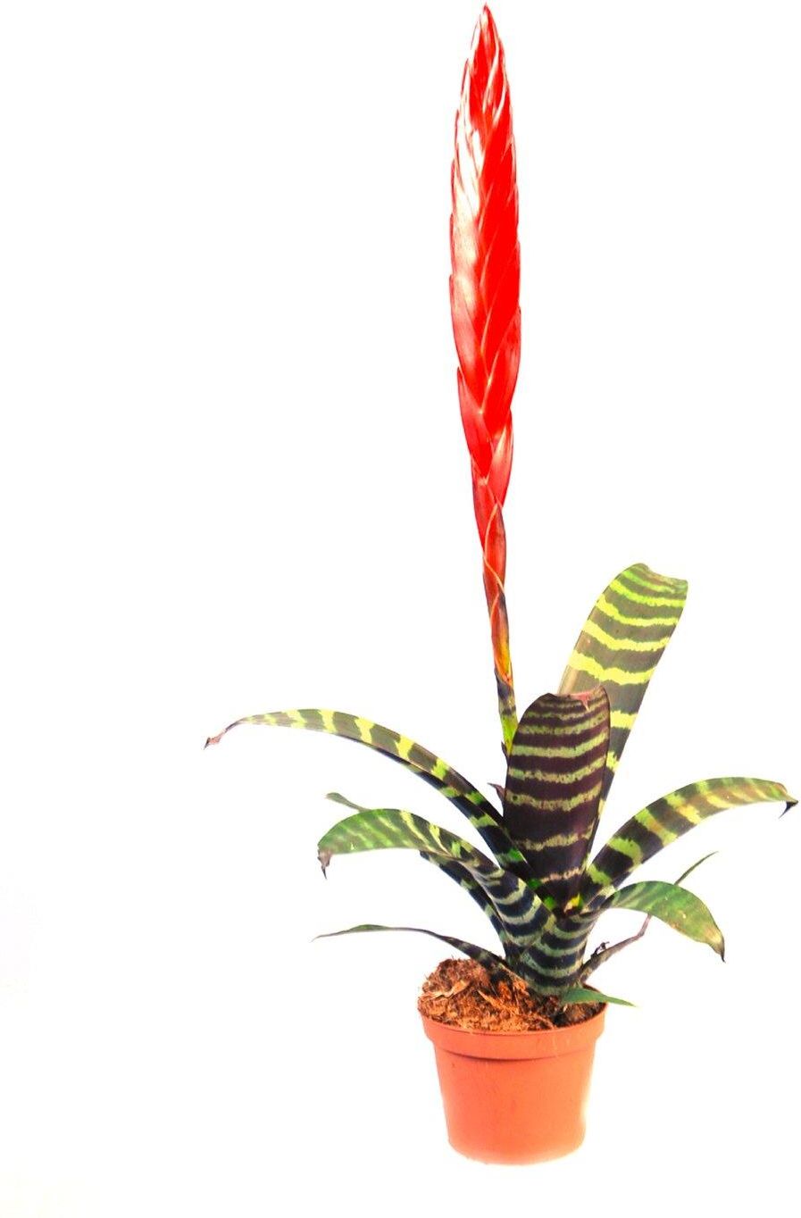 Obi Vriesea Era Vriesea Bromeliaceae - Ceny i opinie - Ceneo.pl