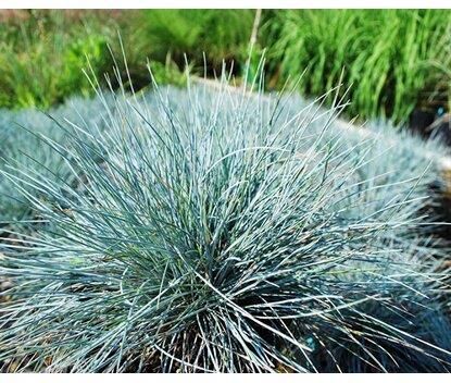 Kostrzewa Odm. Intense Blue Festuca Sp. - Ceny i opinie - Ceneo.pl